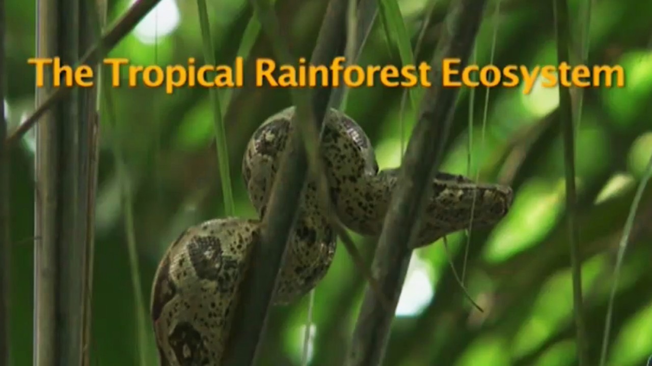 Tropical Rainforests - Airs 11:35 AM 5 Sep 2017 on ABC ME - ClickView