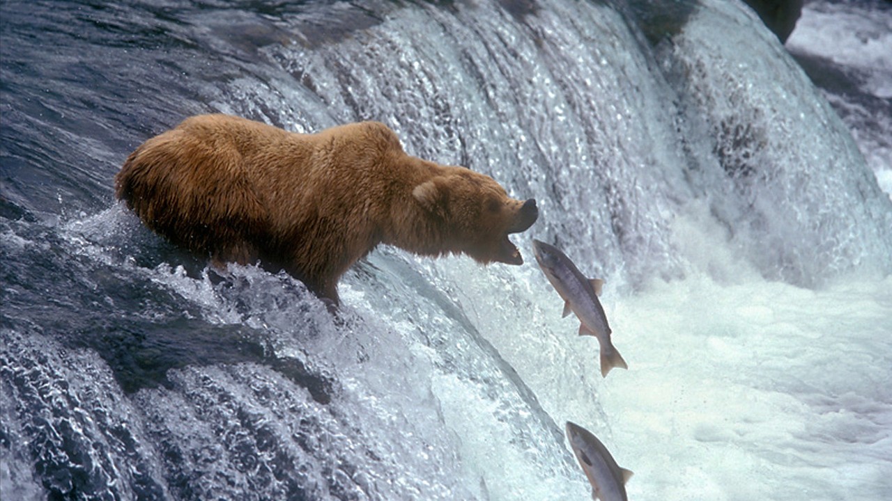 Wild Canada - Airs 10:00 AM 7 Oct 2017 on Yesterday - ClickView