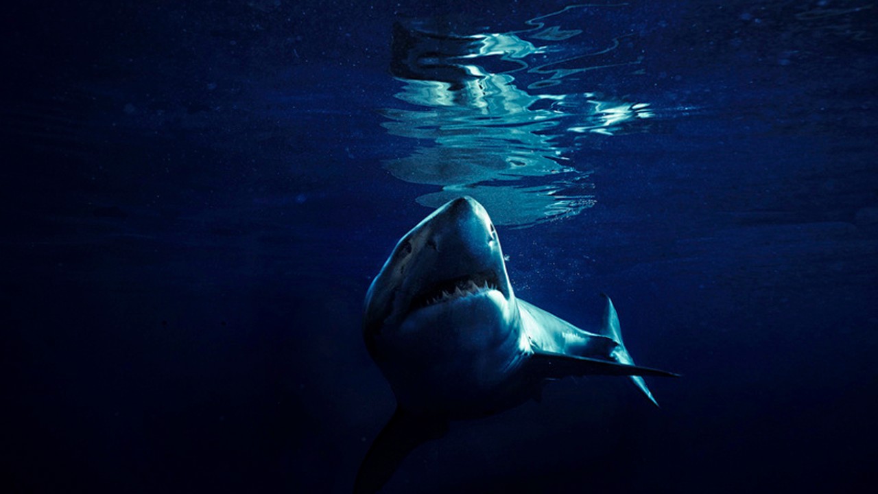 Legends of the Deep: Deep Sea Sharks - Airs 10:45 PM 29 Oct 2017 on BBC ...