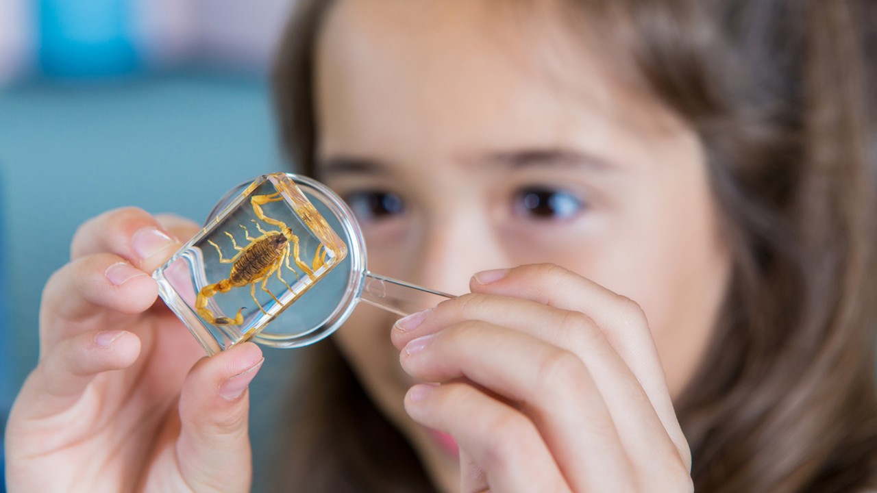 Insect Dissection: How Insects Work - Airs 11:55 PM 17 Jan 2018 on BBC ...