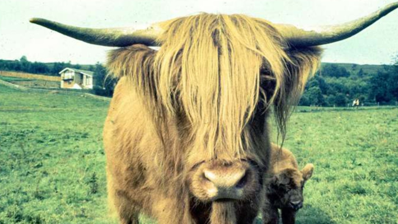 Armchair Britain - Airs 11:45 AM 24 Jul 2019 on BBC ONE - ClickView