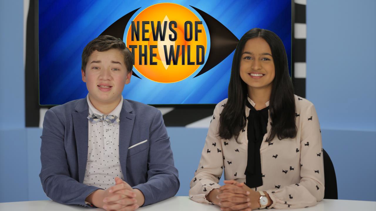 News of The Wild - Airs 7:00 AM 26 Aug 2019 on 7TWO - ClickView