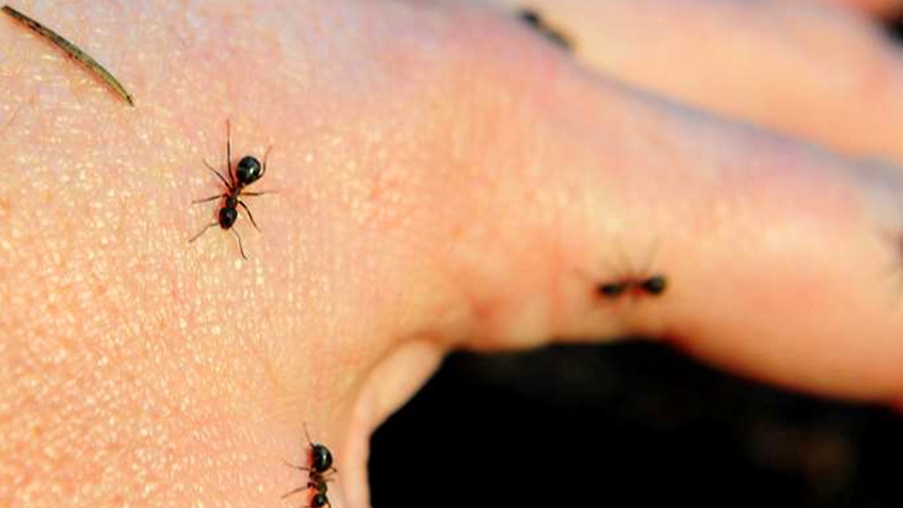 Planet Ant: Life Inside the Colony - Airs 11:30 PM 16 May 2018 on BBC ...