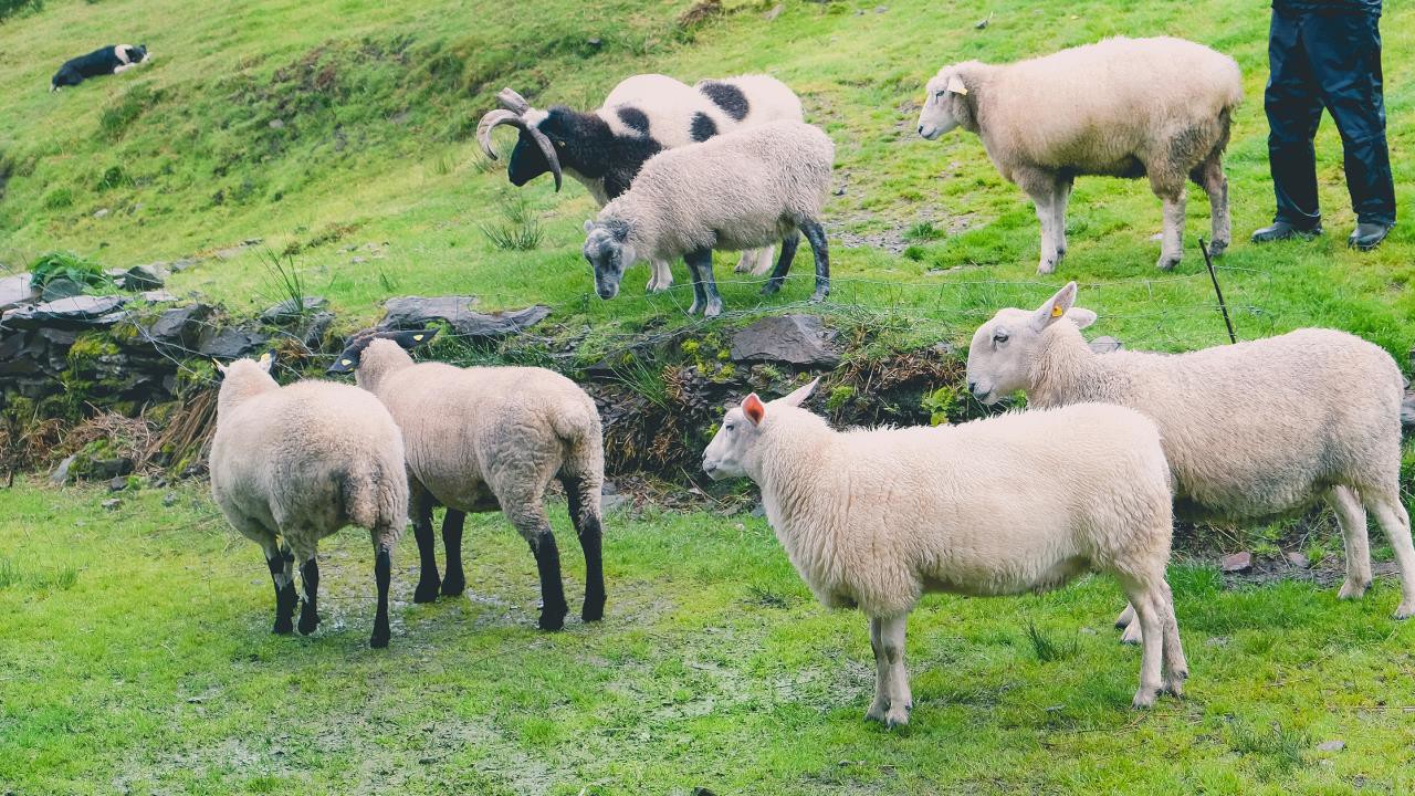 Wild Ireland: The Edge of the World - Airs 7:00 PM 18 Aug 2018 on BBC FOUR - ClickView