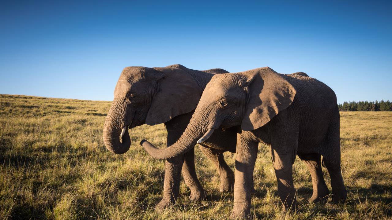 Super Giant Animals - Airs 4:15 PM 7 Oct 2018 on BBC TWO - ClickView