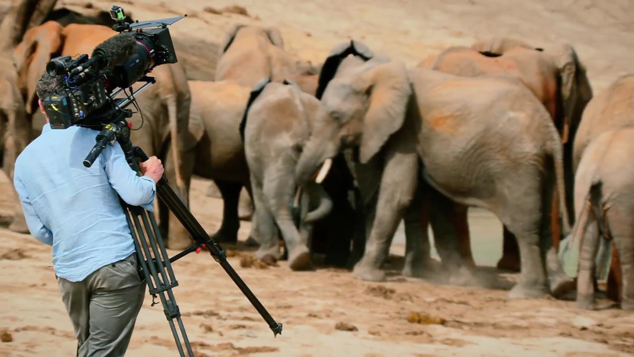 Elephant Family & Me - Airs 2:45 PM 11 Dec 2018 on BBC TWO - ClickView