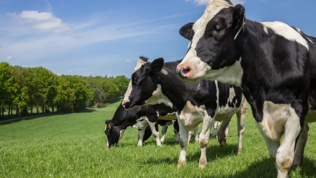 Secret Life of Farm Animals - Airs 8:00 PM 13 Dec 2018 on BBC FOUR - ClickView