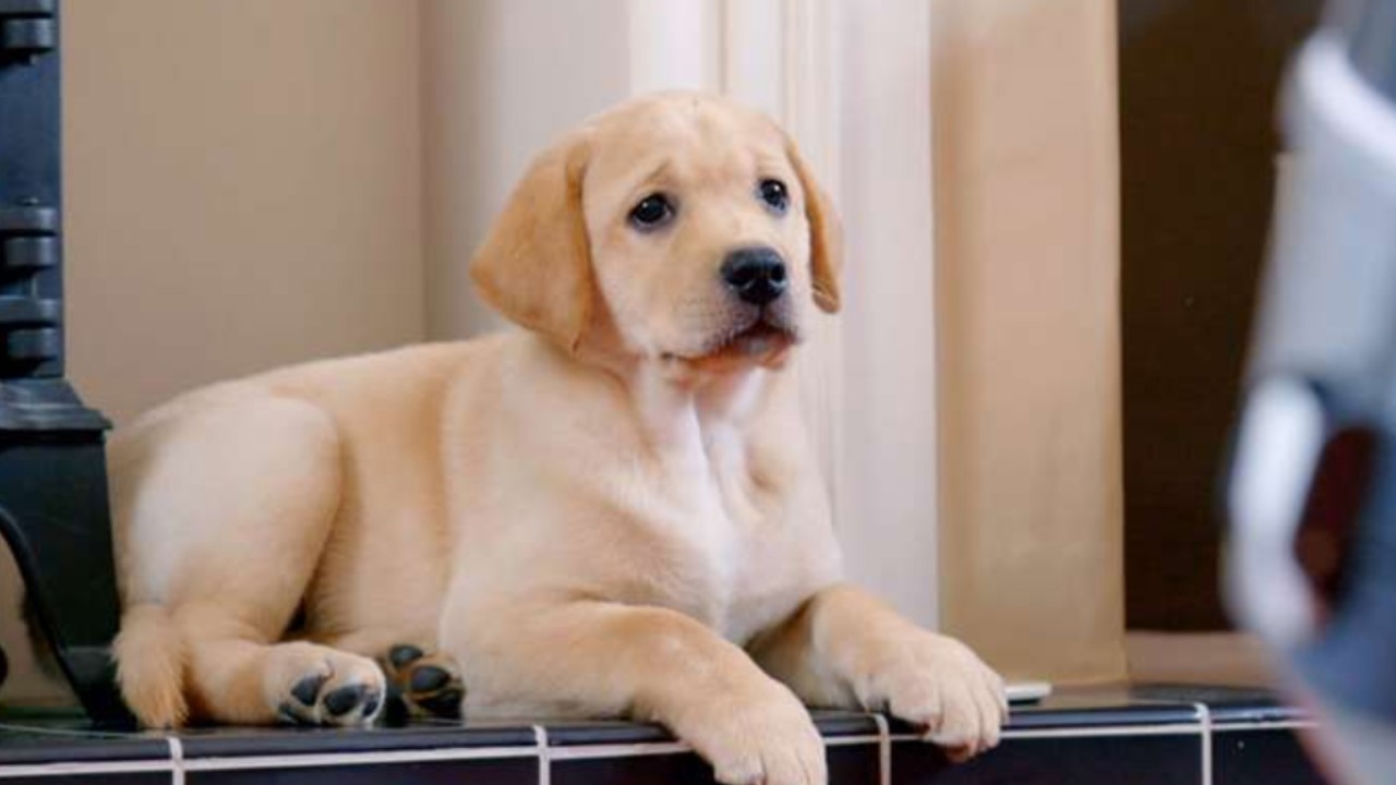 New Puppy, New Home - Airs 7:00 PM 21 Dec 2018 on Channel 5 - ClickView