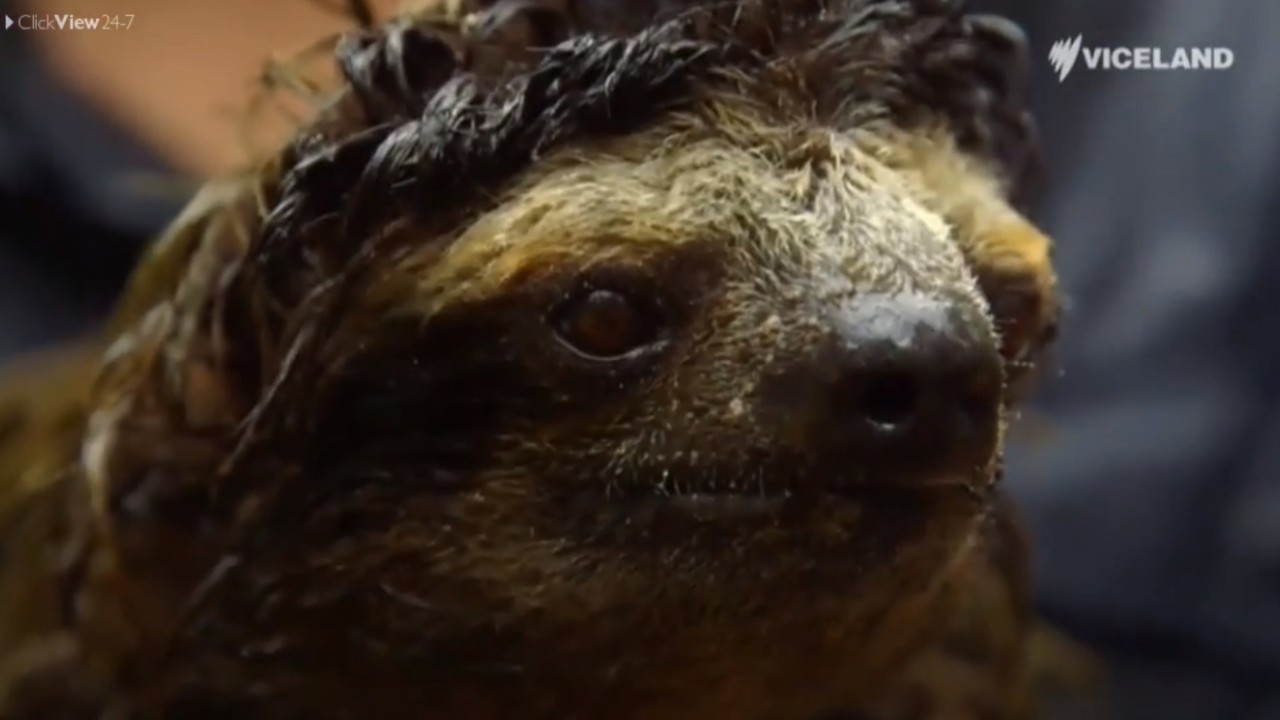 Sloths Save The World - Airs 4:00 PM 18 Jun 2019 on SBS ONE - ClickView